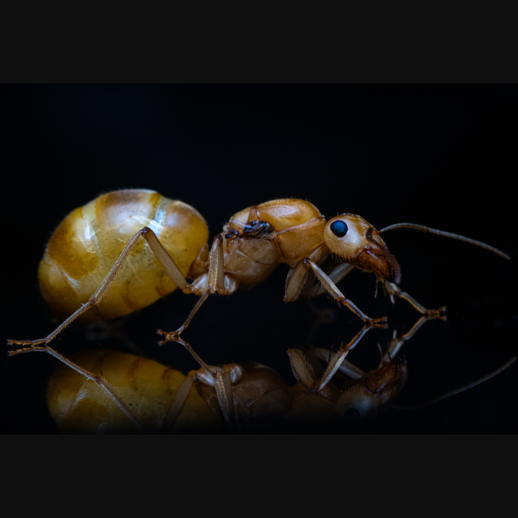 Myrmecocystus mexicanus - Buckeye Myrmecology